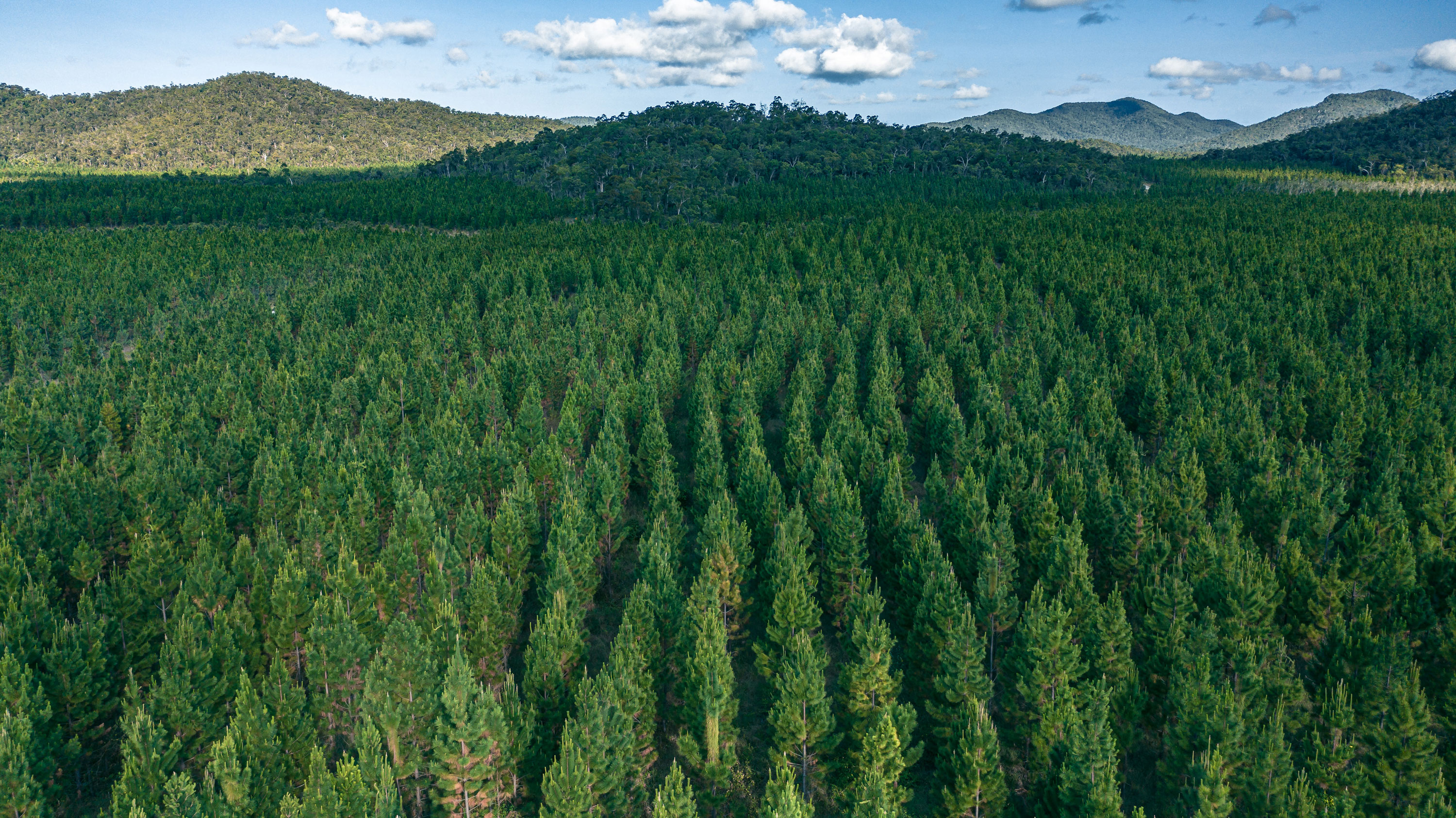 Defined forest area | HQPlantations