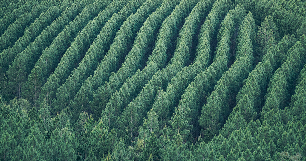 Timber framing tackles climate change | HQPlantations