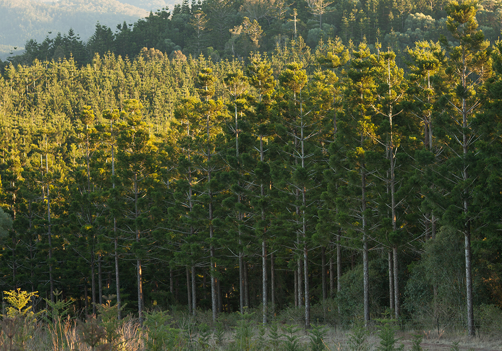 Araucaria | HQPlantations