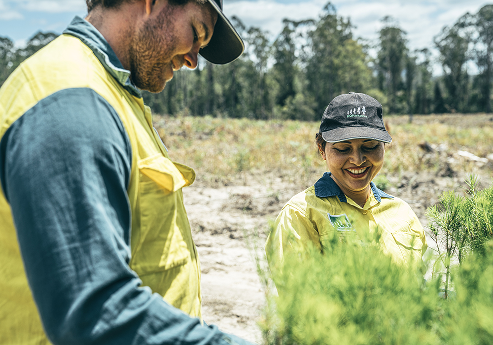 Southern Pine | HQPlantations